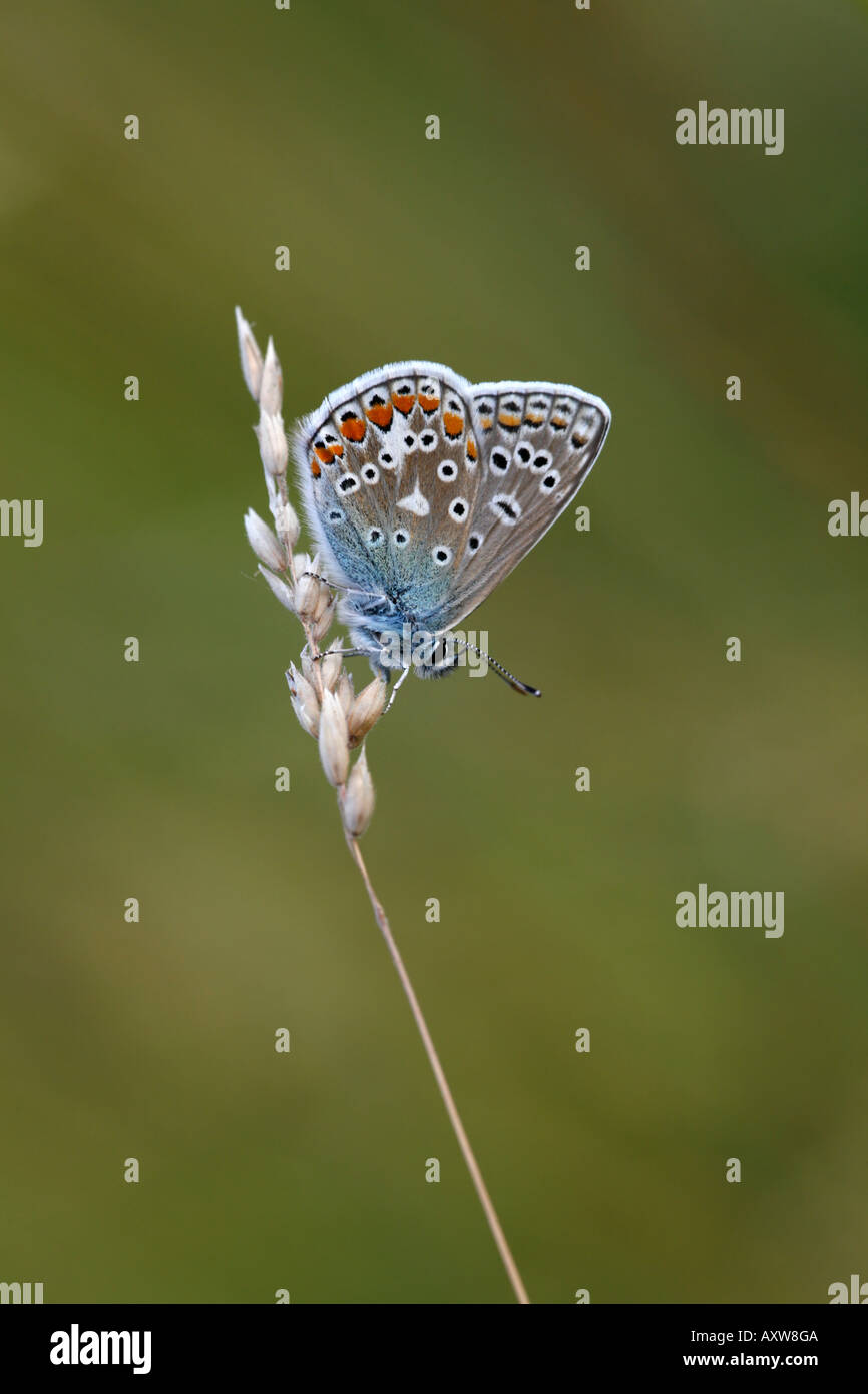 Common Blue Butterfly Stock Photo - Alamy