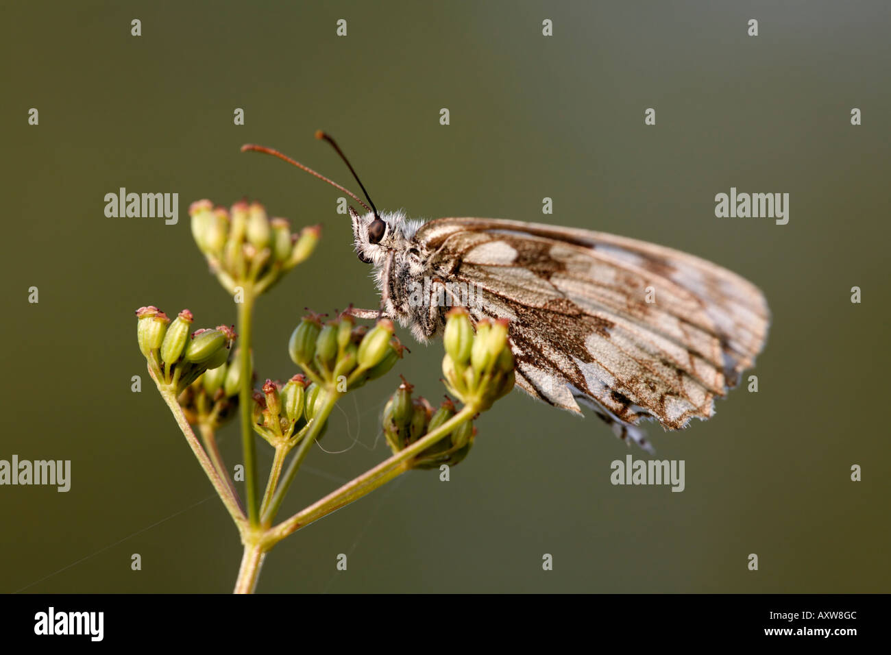 Marbled White Butterfly Stock Photo - Alamy