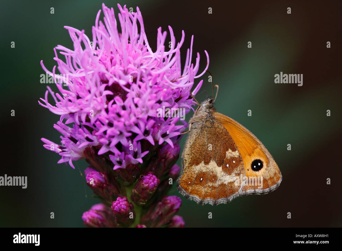 Gatekeeper butterfly and flower hi-res stock photography and images - Alamy
