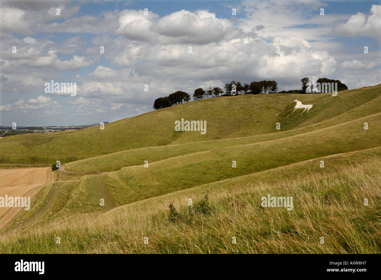Cherhill Horse High Resolution Stock Photography and Images - Alamy