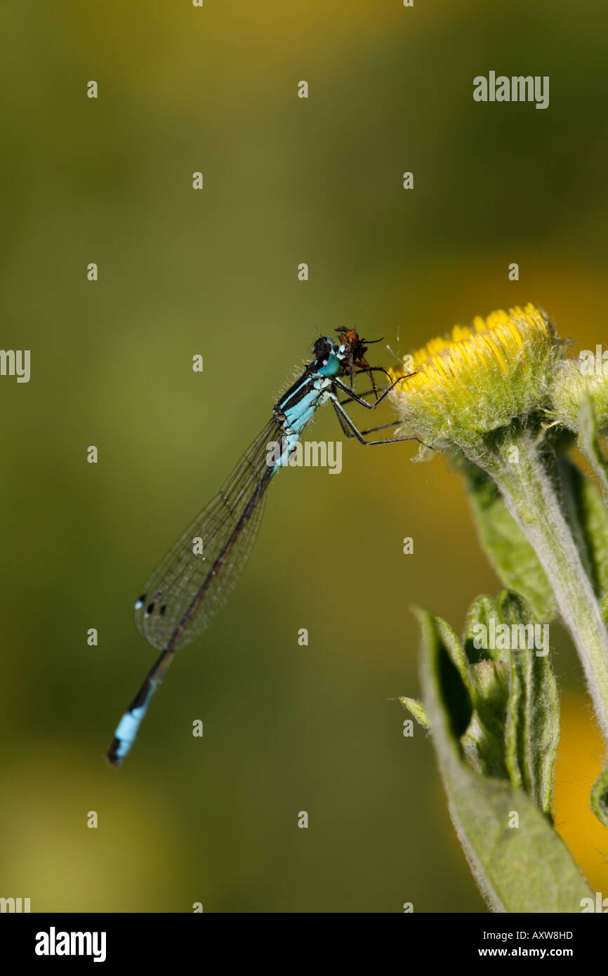 Bluetailed damselfly hi-res stock photography and images - Alamy