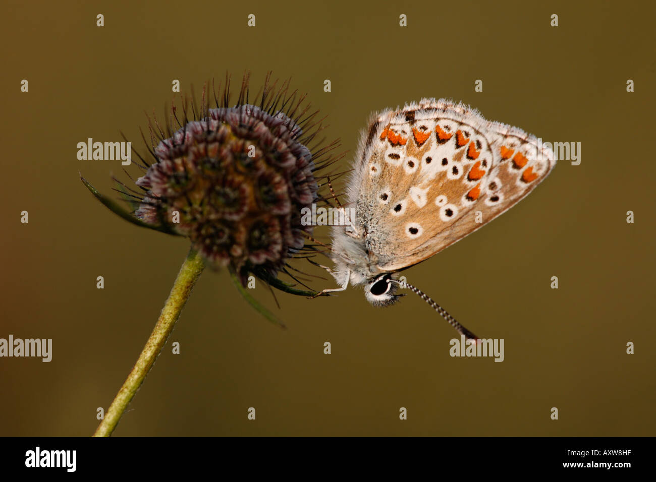 Common Blue Butterfly Stock Photo - Alamy