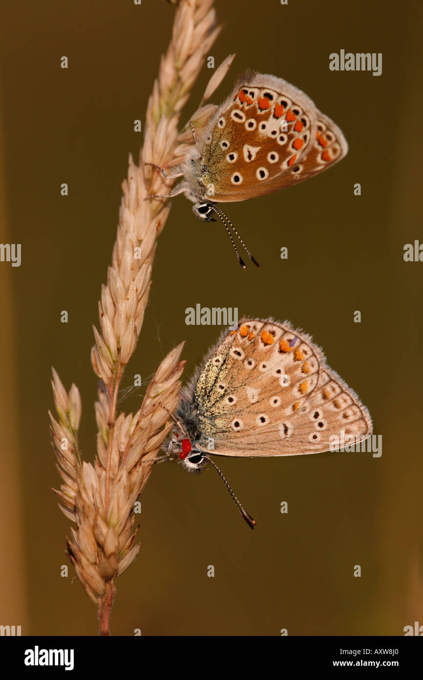 Common Blue Butterfly Stock Photo - Alamy