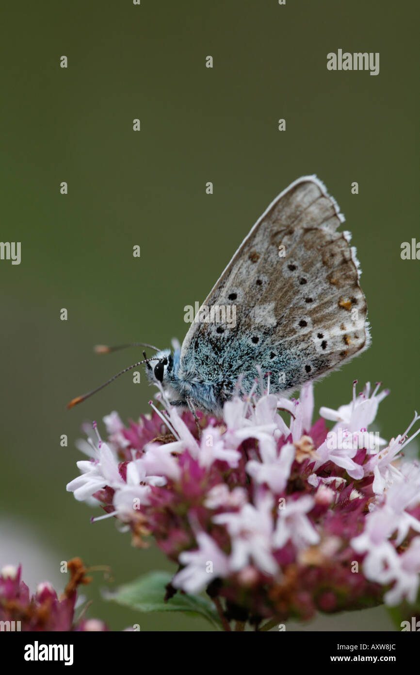 Chalkhill Blue Butterfly Stock Photo - Alamy