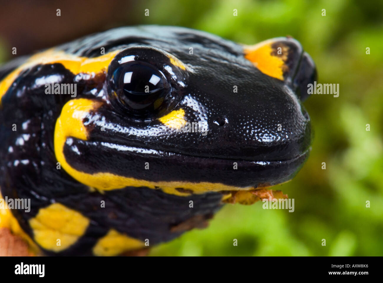 firesalamander fire salamander HEAD looks out of a hole Salamandra ...