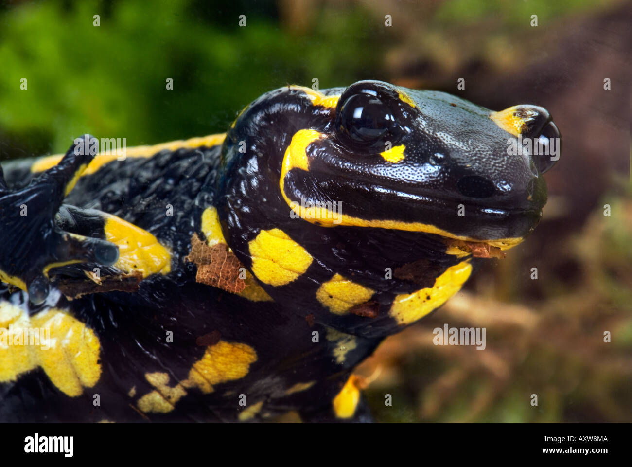 firesalamander fire salamander HEAD looks out of a hole Salamandra ...
