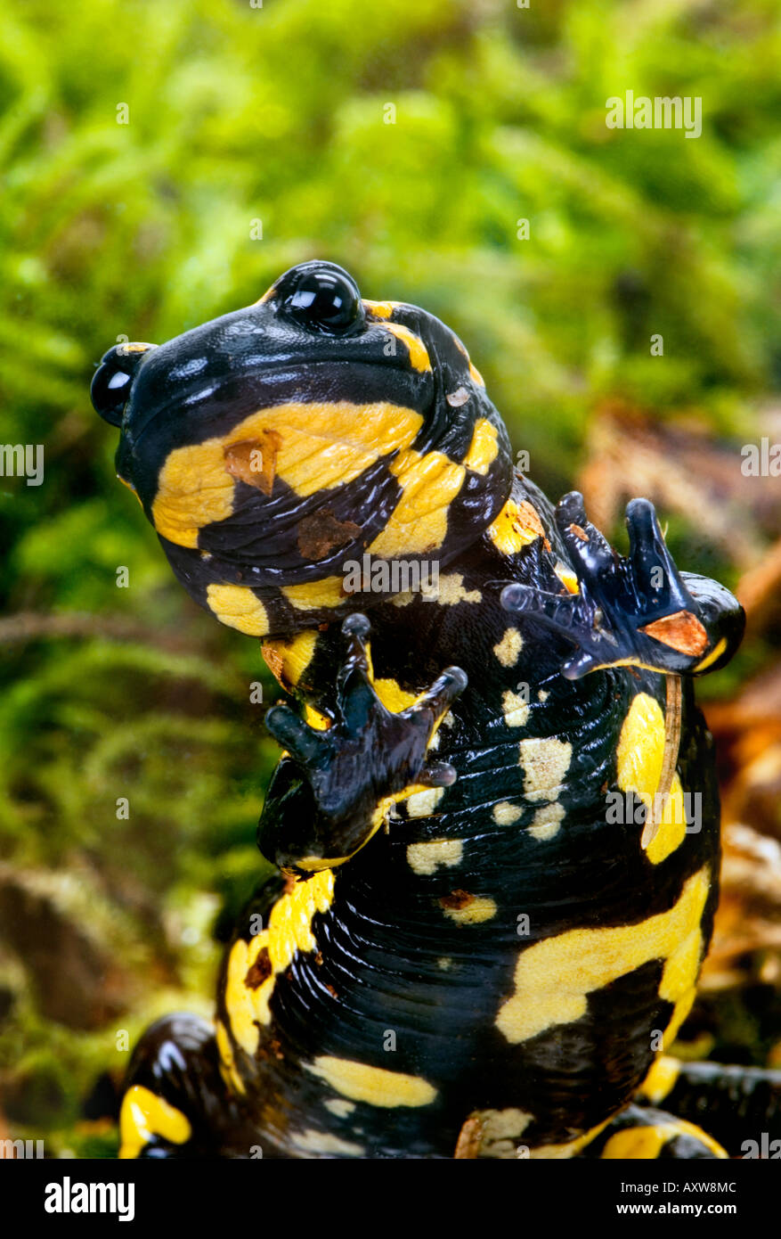 firesalamander fire salamander HEAD stand standing up portrait ...