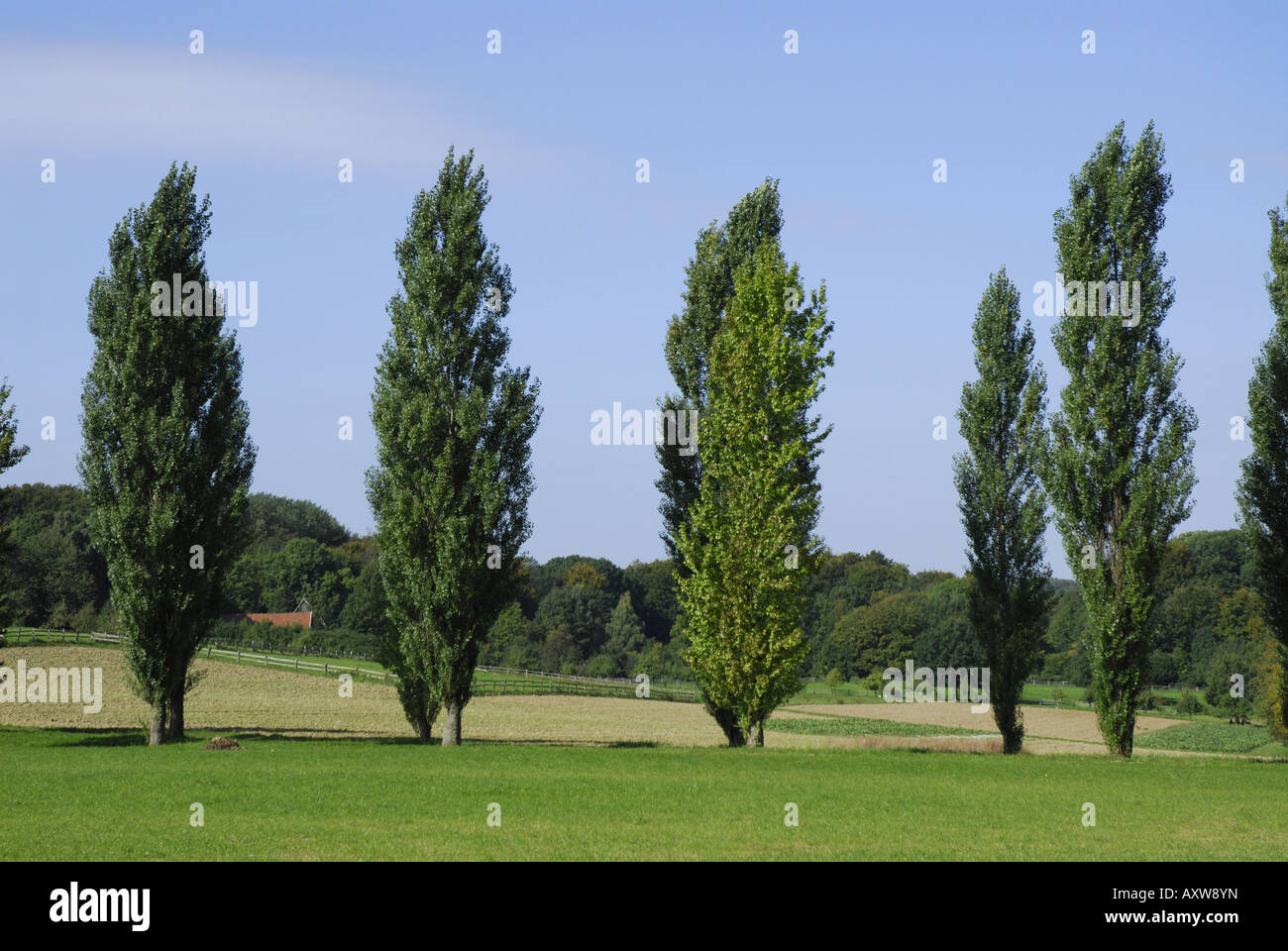 lombardy poplar (Populus nigra var. italica, Populus nigra 'Italica ...