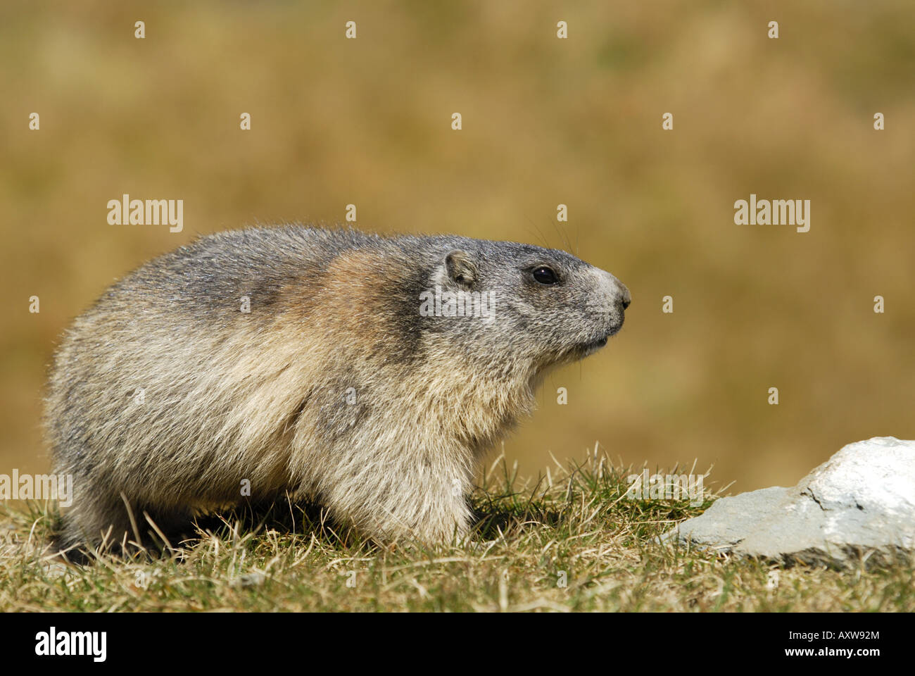alpine marmot (Marmota marmota), Adult marmot sitting side face by his ...