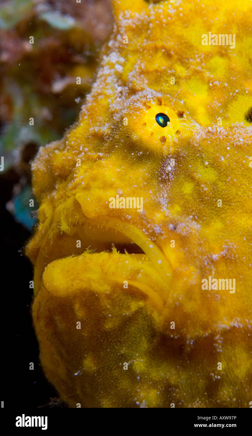 Yellow Frogfish (Antennariidae) close-up taken in Bonaire, Netherland ...