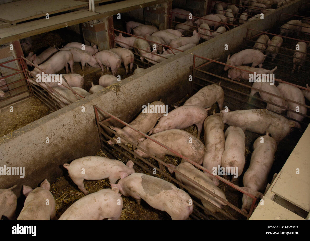 Intensive farming pigs uk hi-res stock photography and images - Alamy