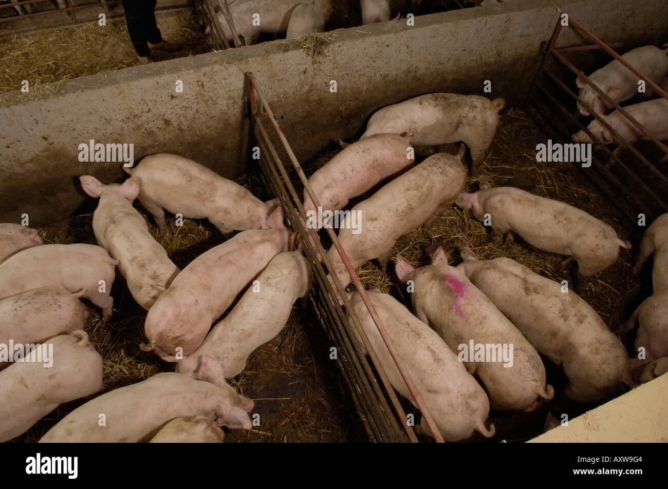 Rearing Pigs Uk Stock Photos & Rearing Pigs Uk Stock Images - Alamy