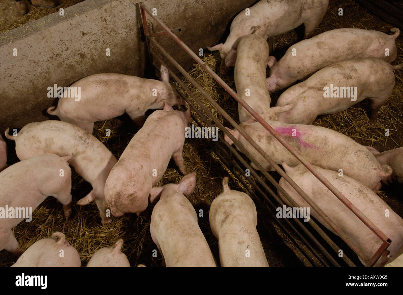 Rearing pigs indoors England UK. c 2006 Stock Photo - Alamy