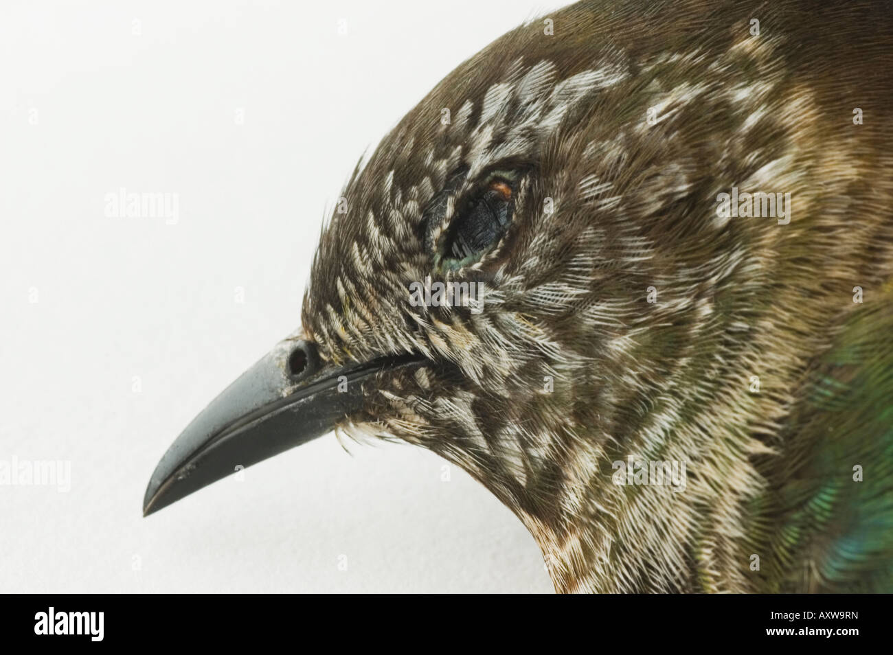 dead bronze wing cuckoo Stock Photo - Alamy