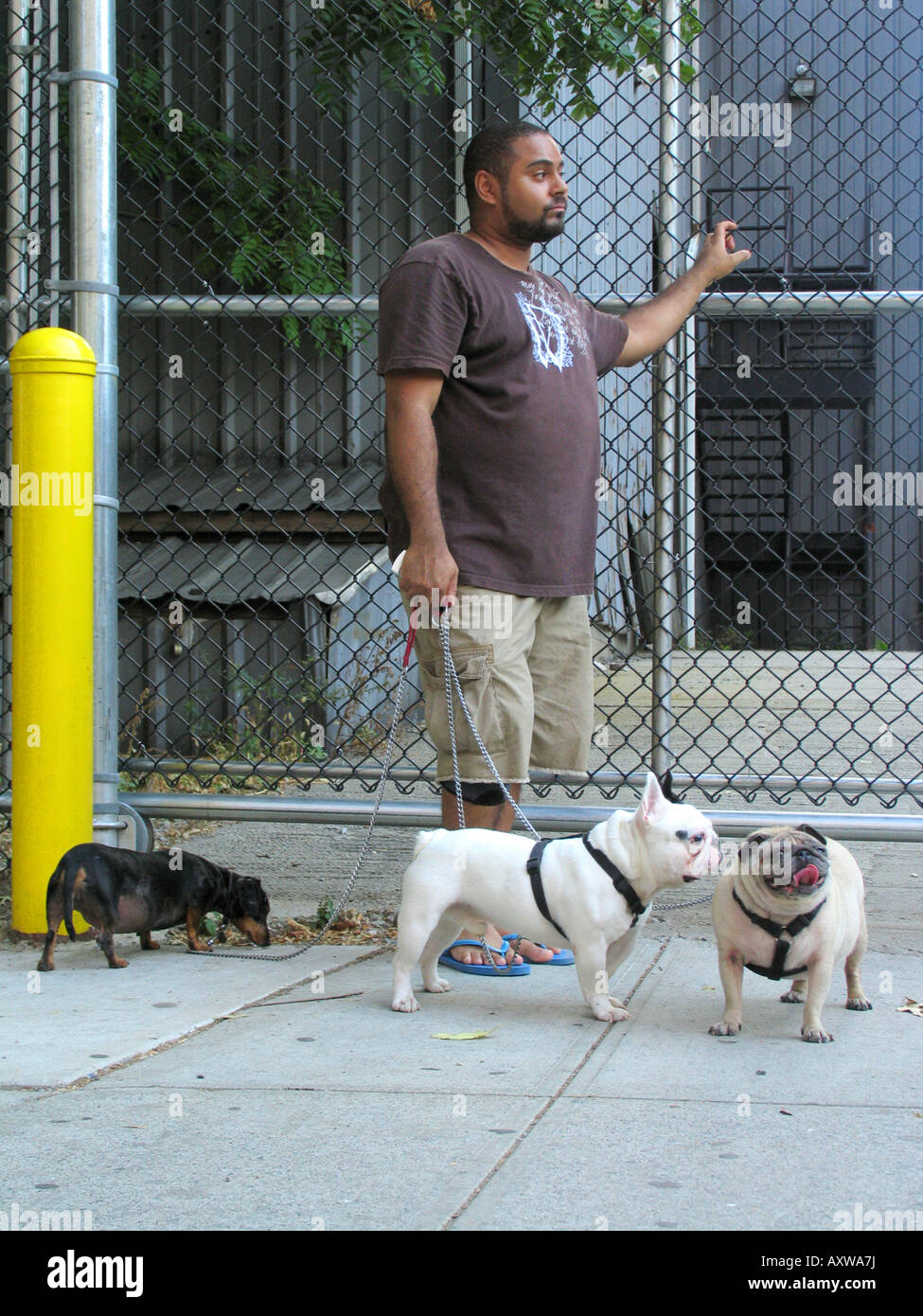 Man with three dogs on a lead, USA, Manhattan, New York Stock Photo - Alamy