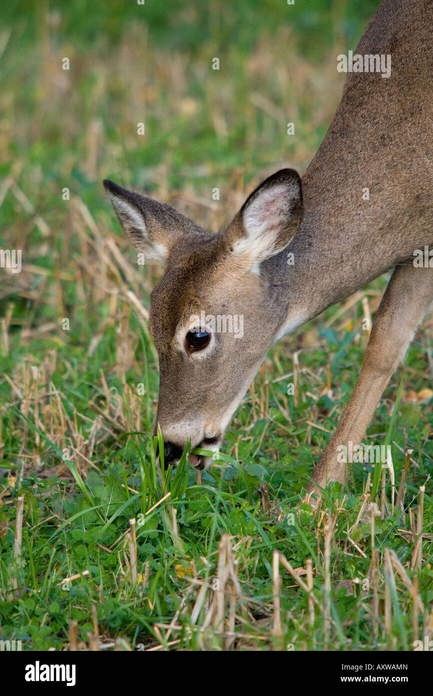 White-tailed doe (Odocoileus virginianus) eating in a food plot Stock ...