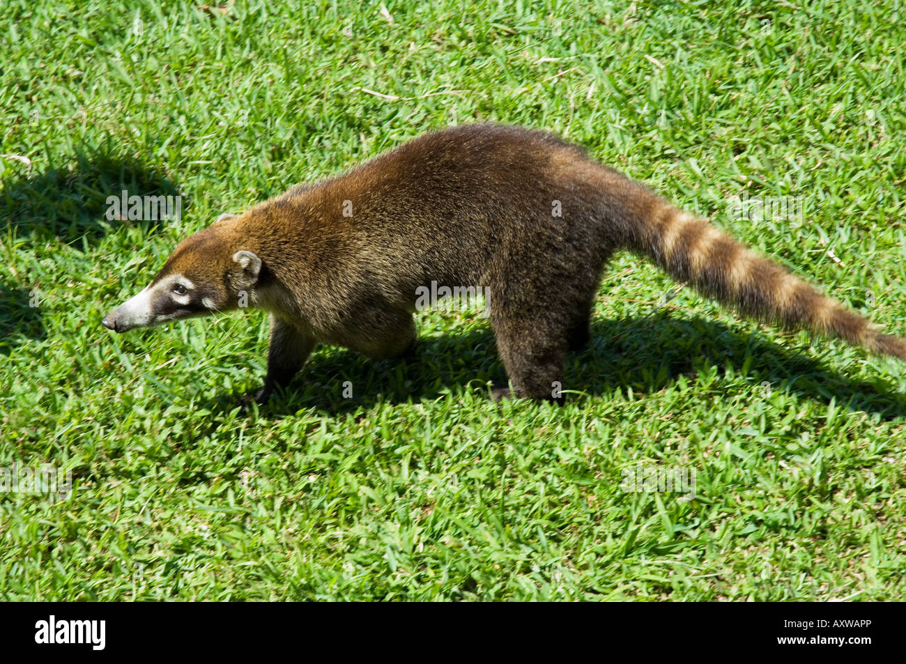 Pet Coatimundi