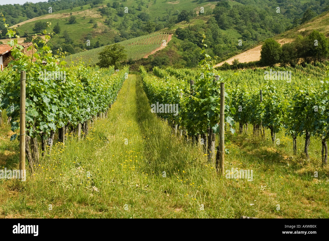Vineyards in countryside near Saint Jean Pied de Port, Basque country ...