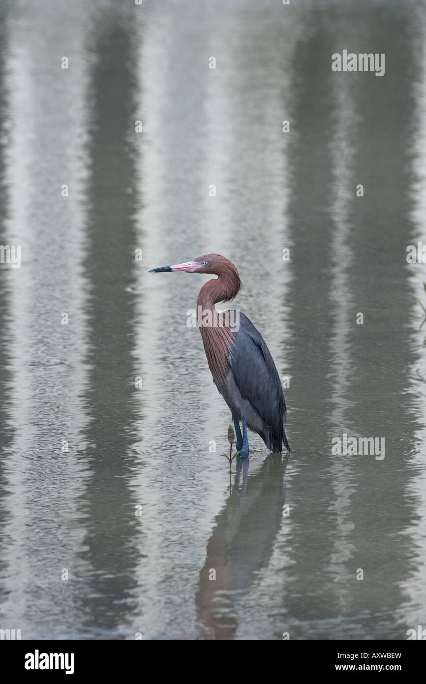 Reddish Egret Egretta rufescens Florida USA Stock Photo - Alamy