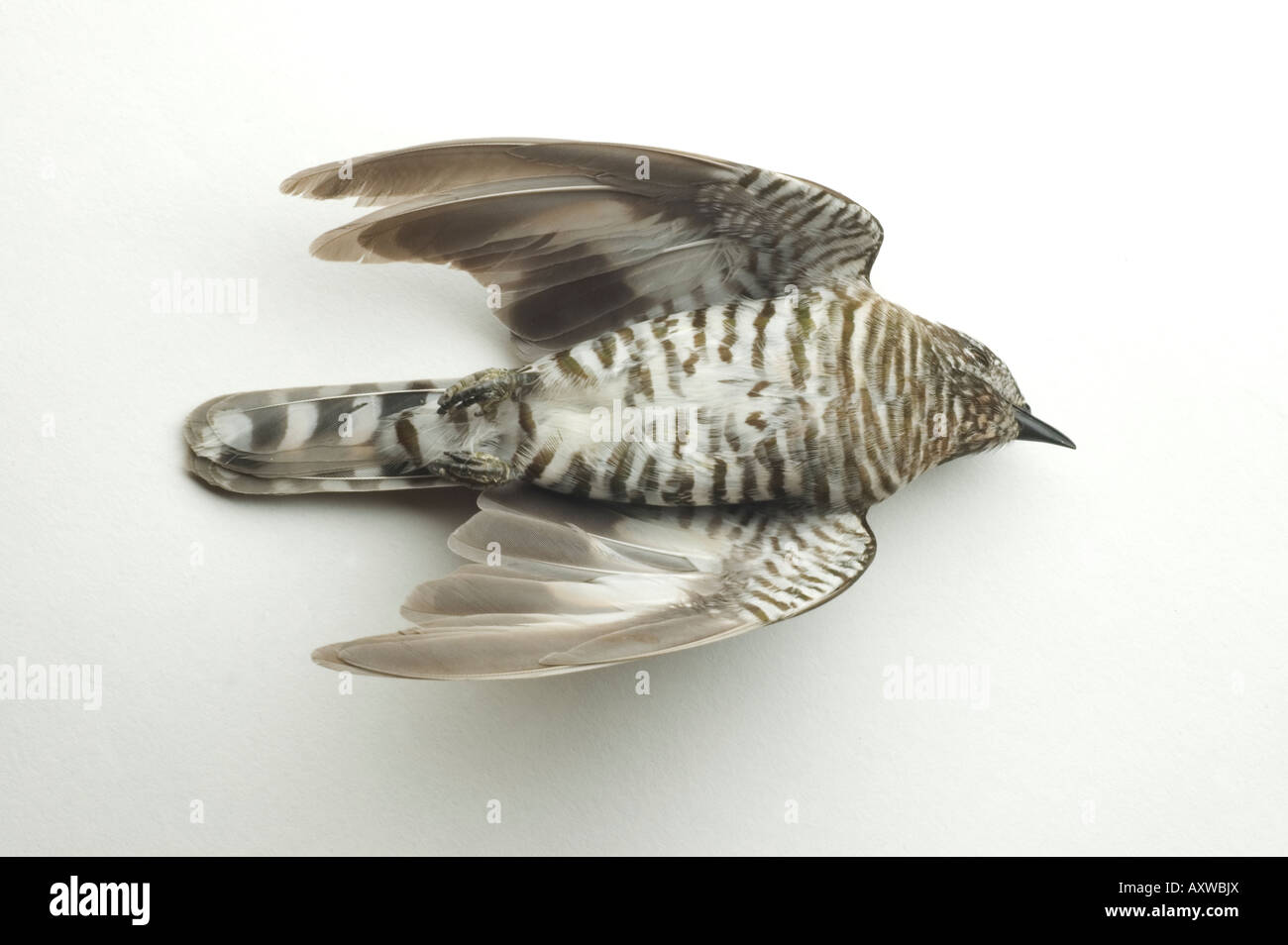 Bronze wing hi-res stock photography and images - Alamy