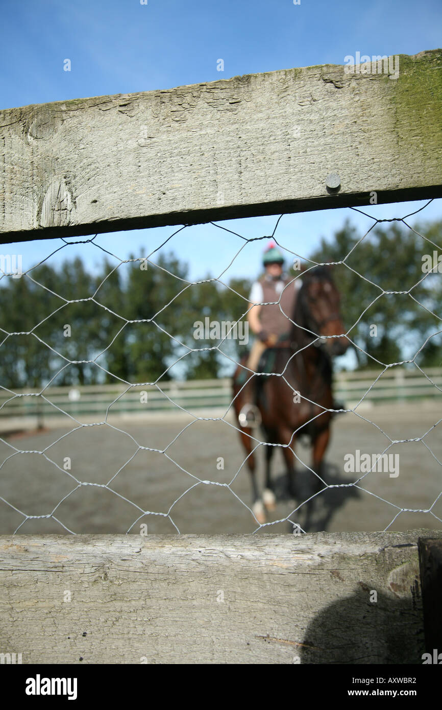 A horse being ridden and trained in a paddock Stock Photo - Alamy