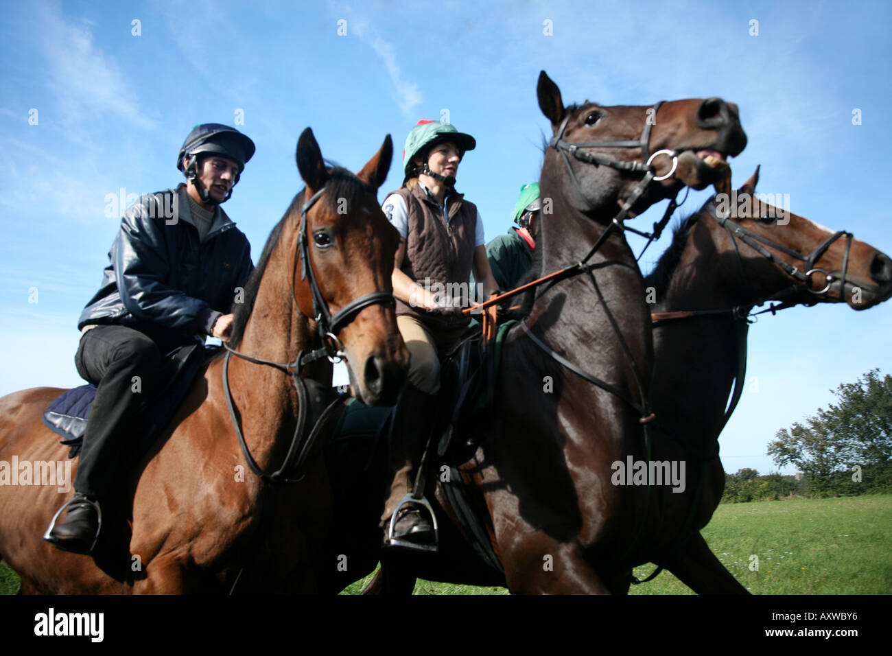 Three horses being ridden down a country road with one horse bucking ...