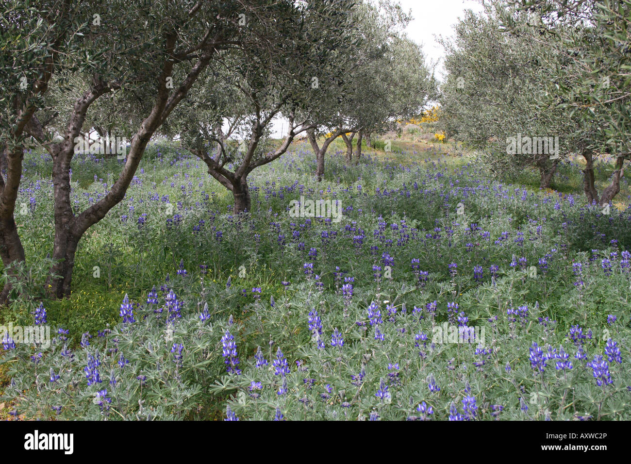 oil trees (Oleaceae) in spring with wildflowers on Crete Island, Greece ...