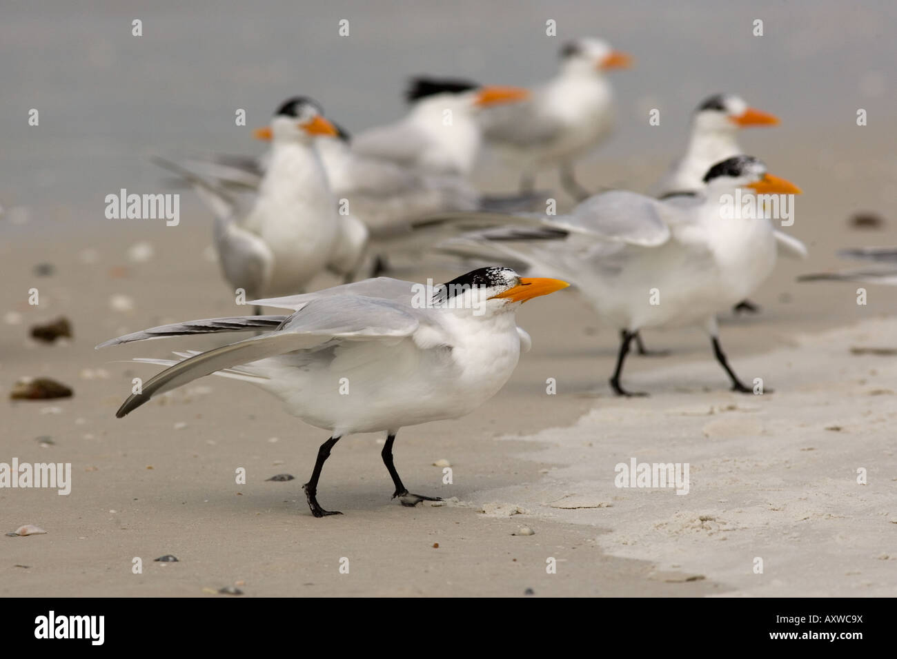 Royal Tern Sterna maxima Florida USA Stock Photo - Alamy
