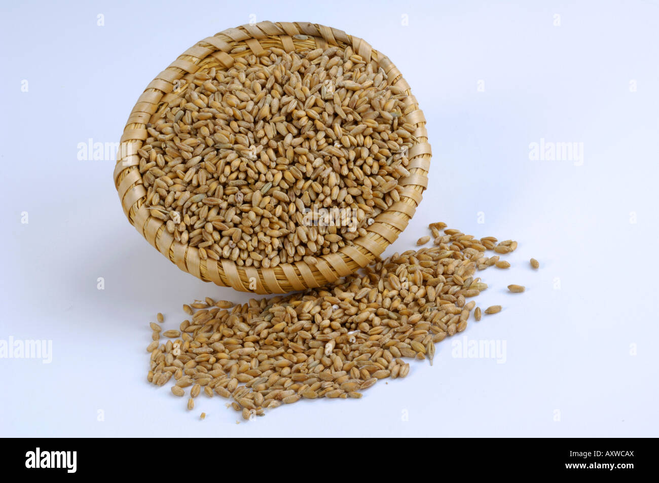 Triticale (Triticosecale,x Triticosecale), corn composite rye and wheat ...