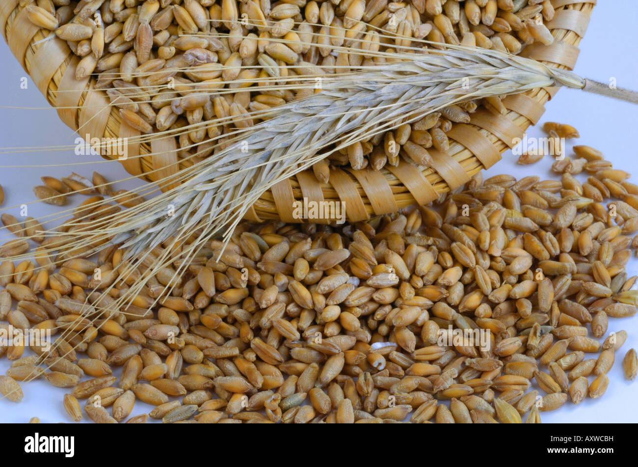 Triticale (Triticosecale,x Triticosecale), corn composite rye and wheat ...