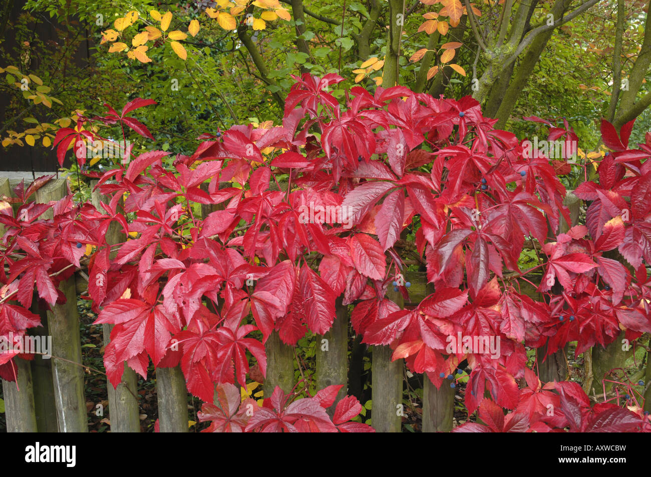 false Virginia-creeper (Parthenocissus inserta, Parthenocissus Stock ...