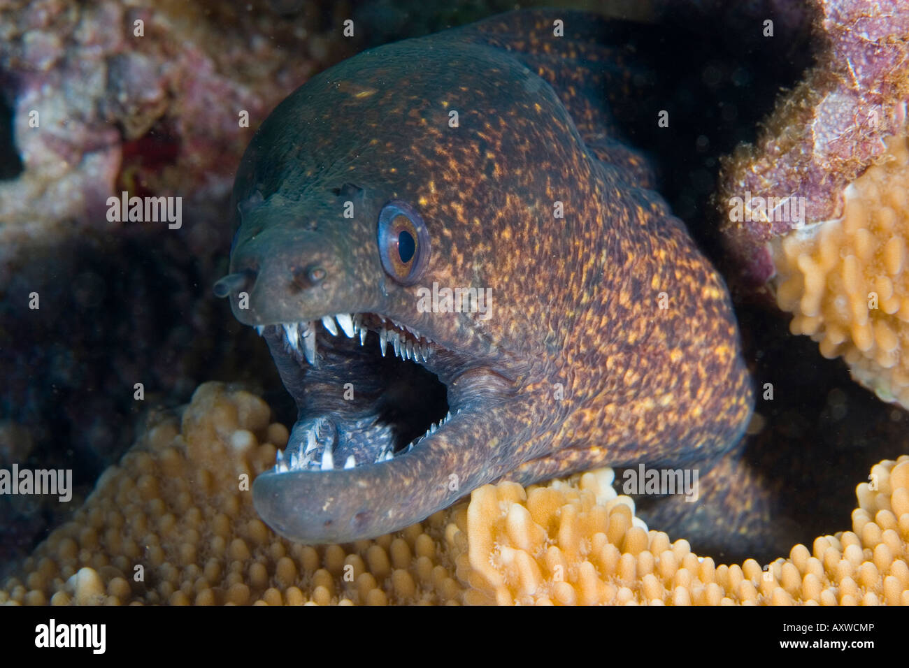 Moray eel prey hi-res stock photography and images - Alamy
