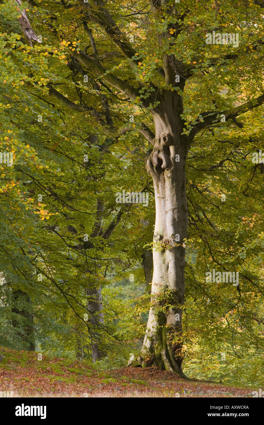 Beech tree in autumn at Dawyck Botanic Garden, Stobo, Scottish Borders ...