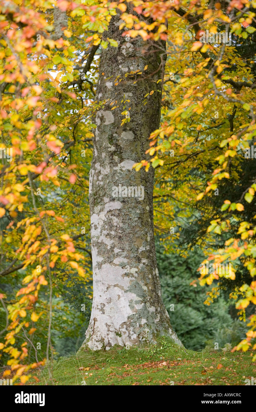 Trunk of beech tree at Dawyck Botanic Garden, Stobo, Scottish Borders ...