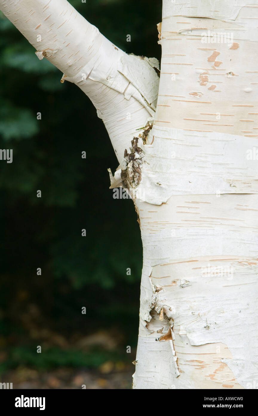 Betula utilis Jacquemontii or West Himalayan Birch at Dawyck Botanic ...