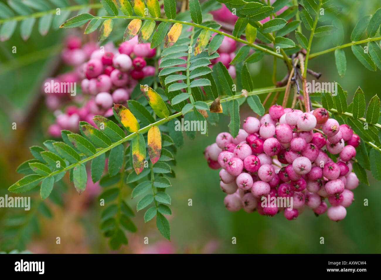 Sorbus Berries Tree Garden Uk High Resolution Stock Photography and ...