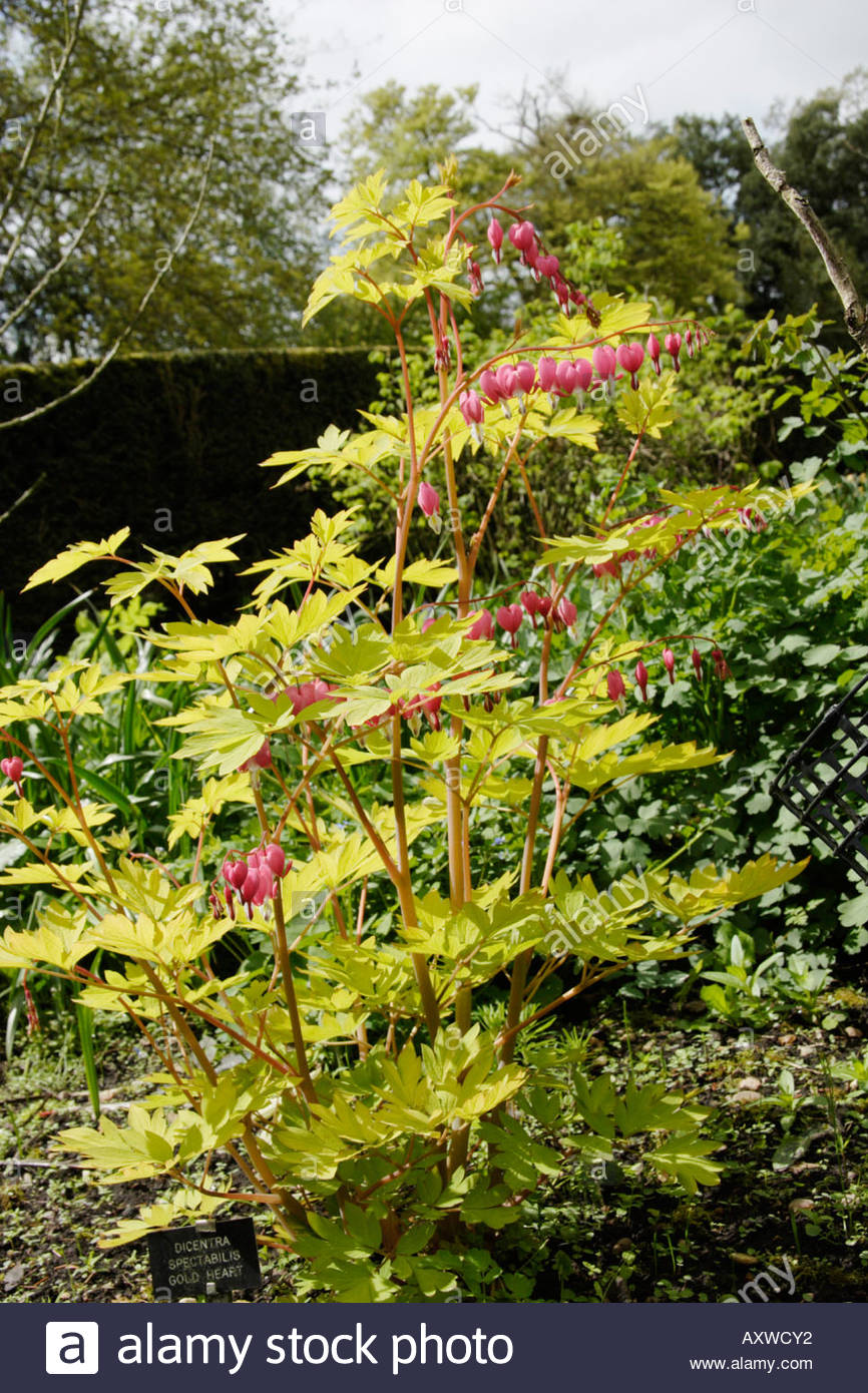Dicentra Spectabilis Gold Heart Stock Photos & Dicentra Spectabilis ...