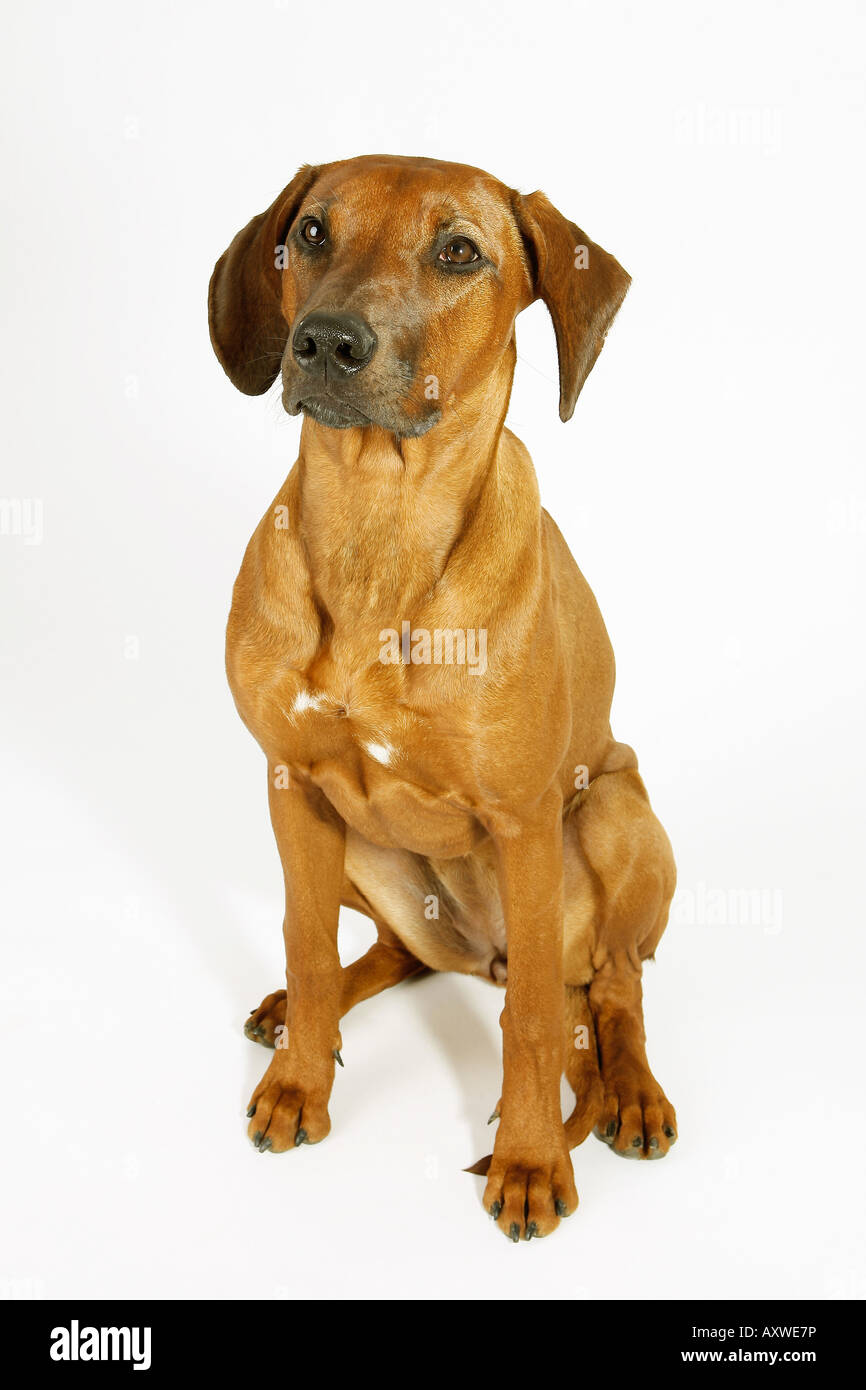 Rhodesian Ridgeback (Canis lupus f. familiaris), portrait Stock Photo ...