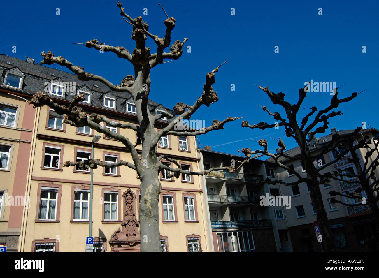Exotic trees in Frankfurt Germany Stock Photo - Alamy
