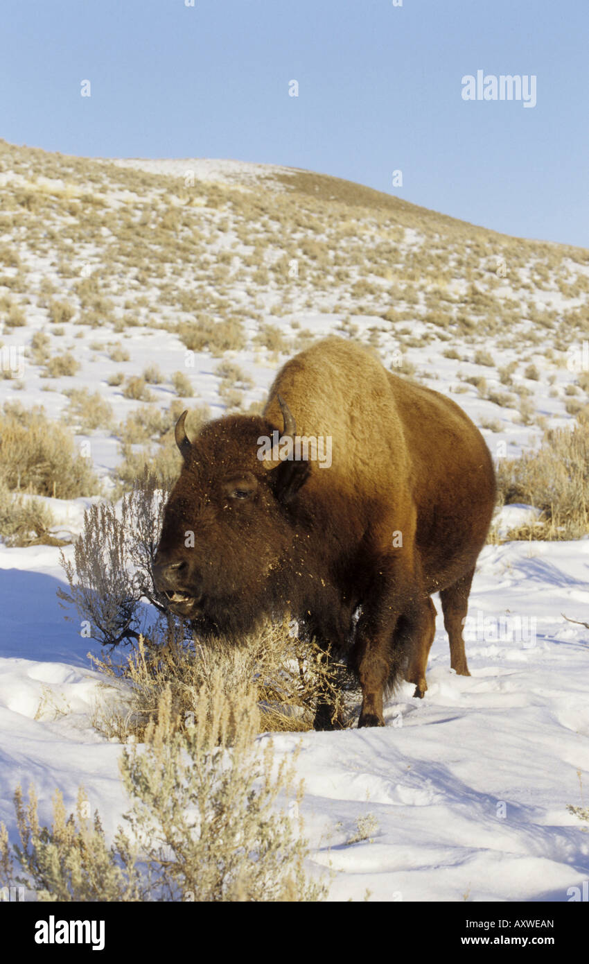 American bison, buffalo (Bison bison), buffalo in winter, USA, Yellowstone NP Stock Photo - Alamy