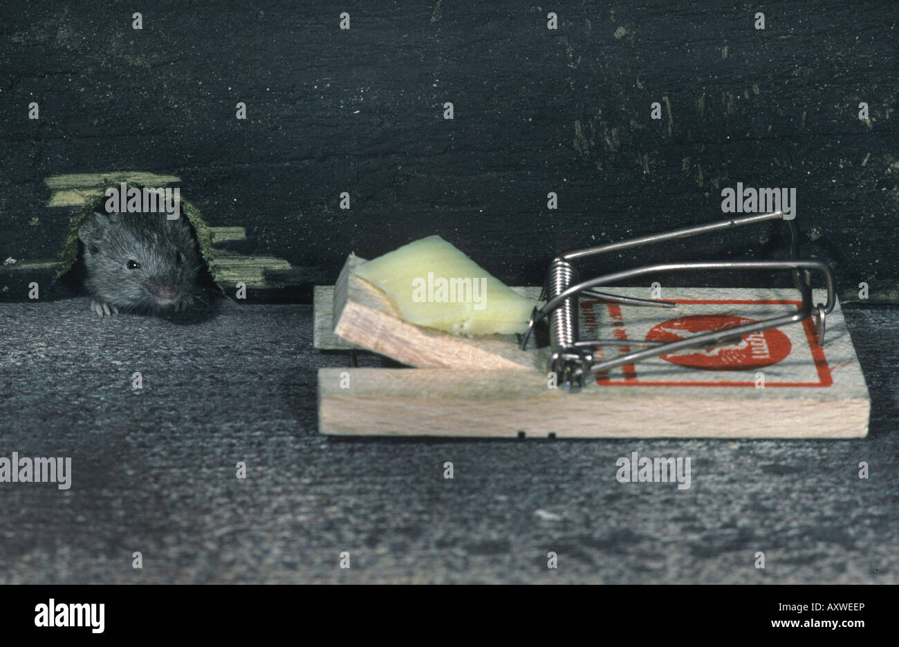 house mouse (Mus musculus), mouse and trap, Germany Stock Photo - Alamy