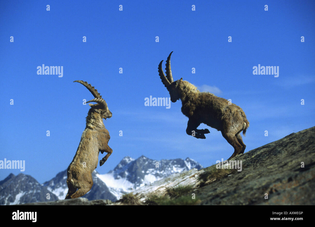 alpine ibex (Capra ibex), fighting, Germany Stock Photo - Alamy