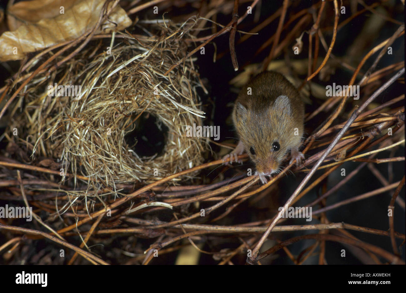Old World harvest mouse (Micromys minutus), at nest, Germany Stock ...