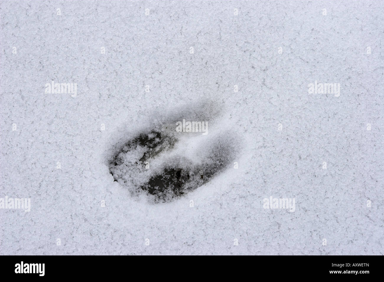 red deer (Cervus elaphus), track in snow Stock Photo - Alamy