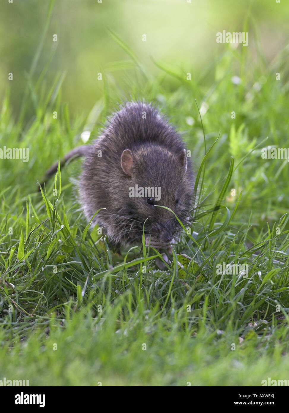brown rat, commo brown rat, Norway rat, common rat (Rattus norvegicus ...