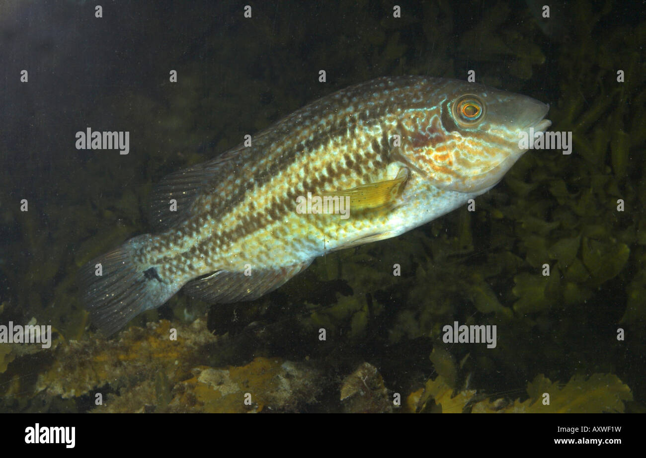 corkwing wrasse (Crenilabrus melops, Symphodus melops), single ...