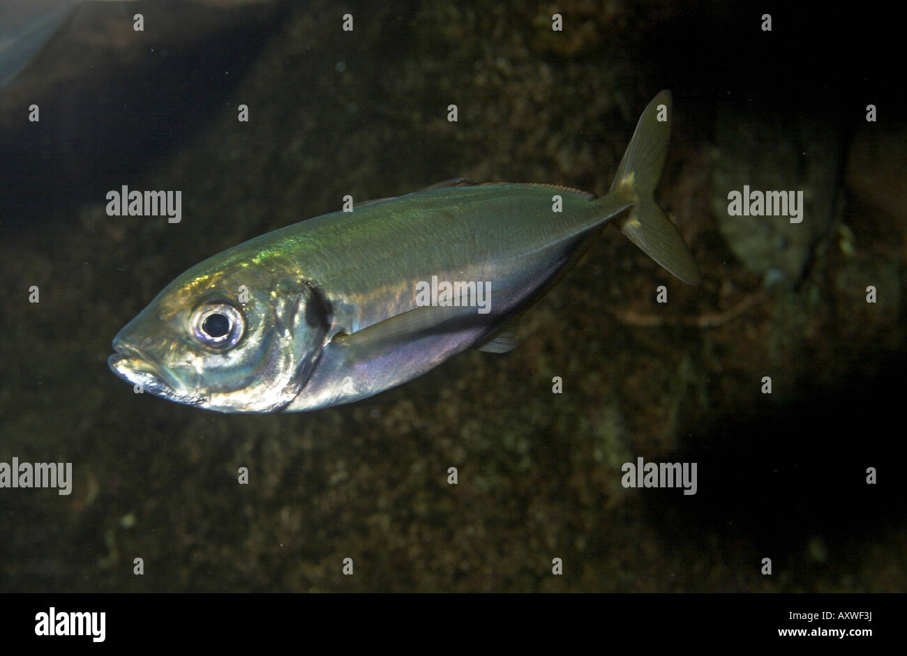 Trachurus fish hi-res stock photography and images - Alamy