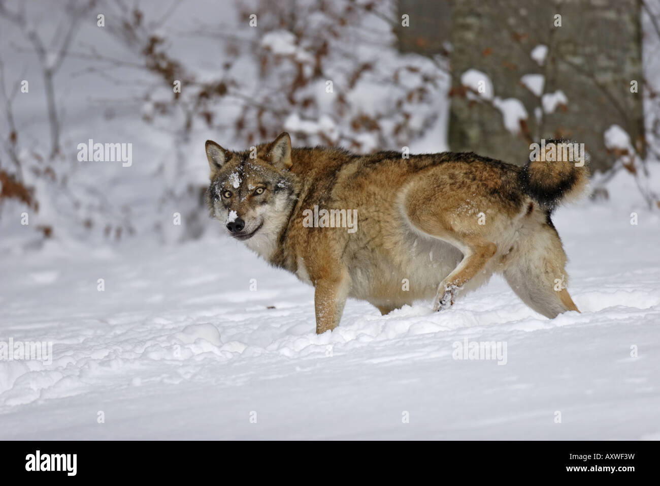 Wolf chasing prey hi-res stock photography and images - Alamy
