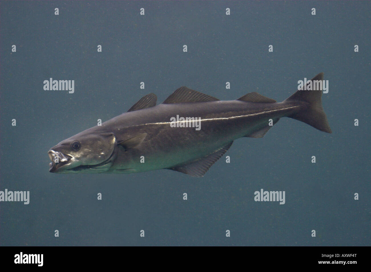 saithe, pollock, Atlantic pollock, coley, coalfish (Pollachius virens ...