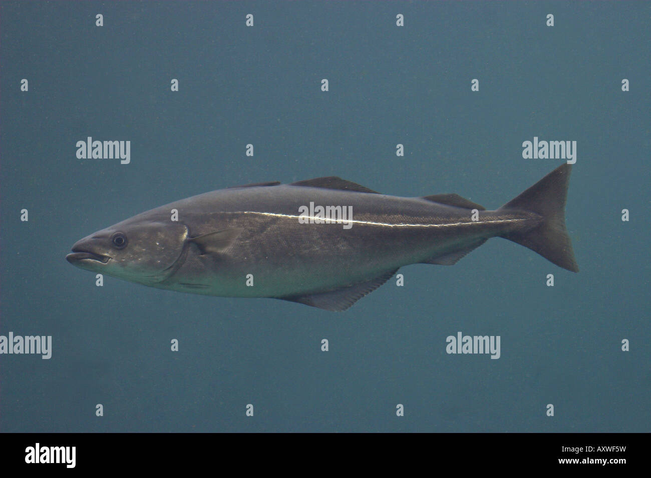 Saithe pollock atlantic pollock coley hi-res stock photography and ...